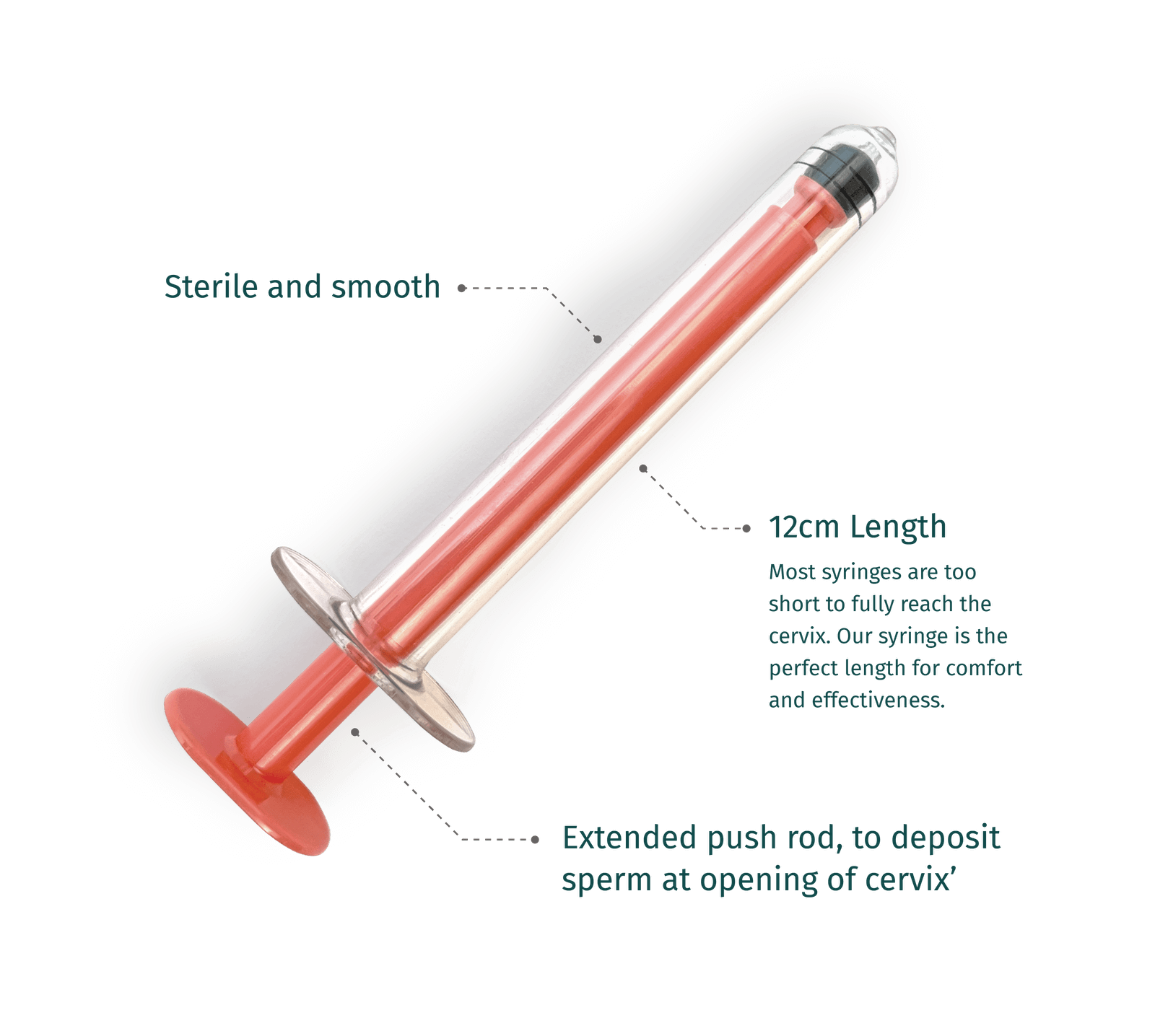 Homepage - Tily Blooms